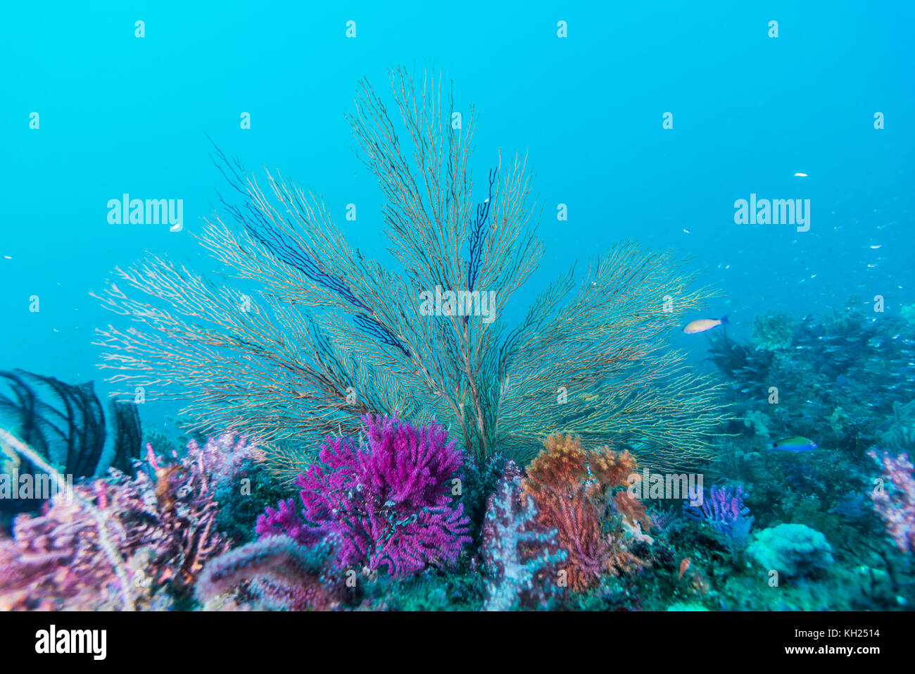 Coralreef hi-res stock photography and images - Alamy