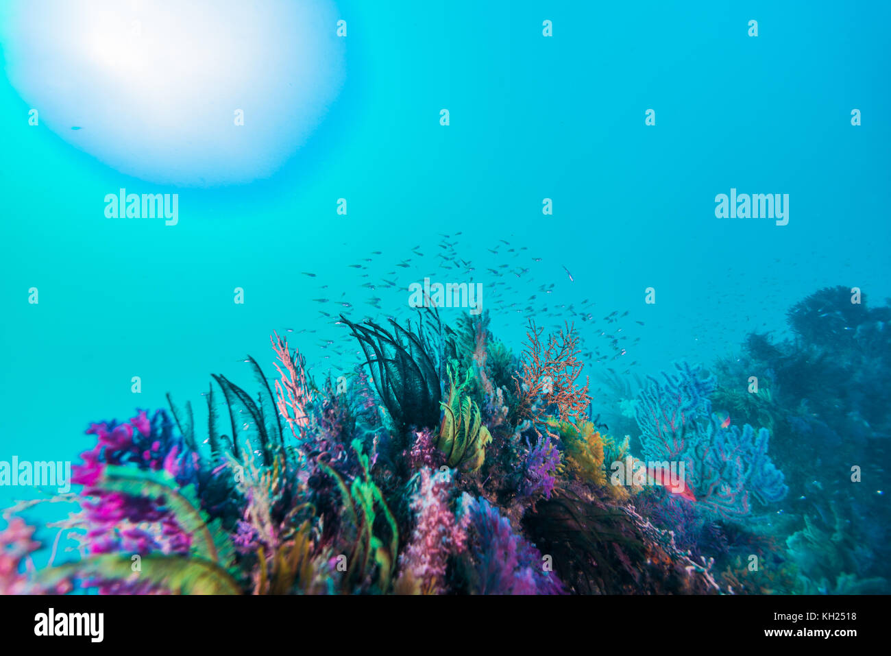 Sun light and Fish reef. Owase, Mie, Japan Stock Photo - Alamy