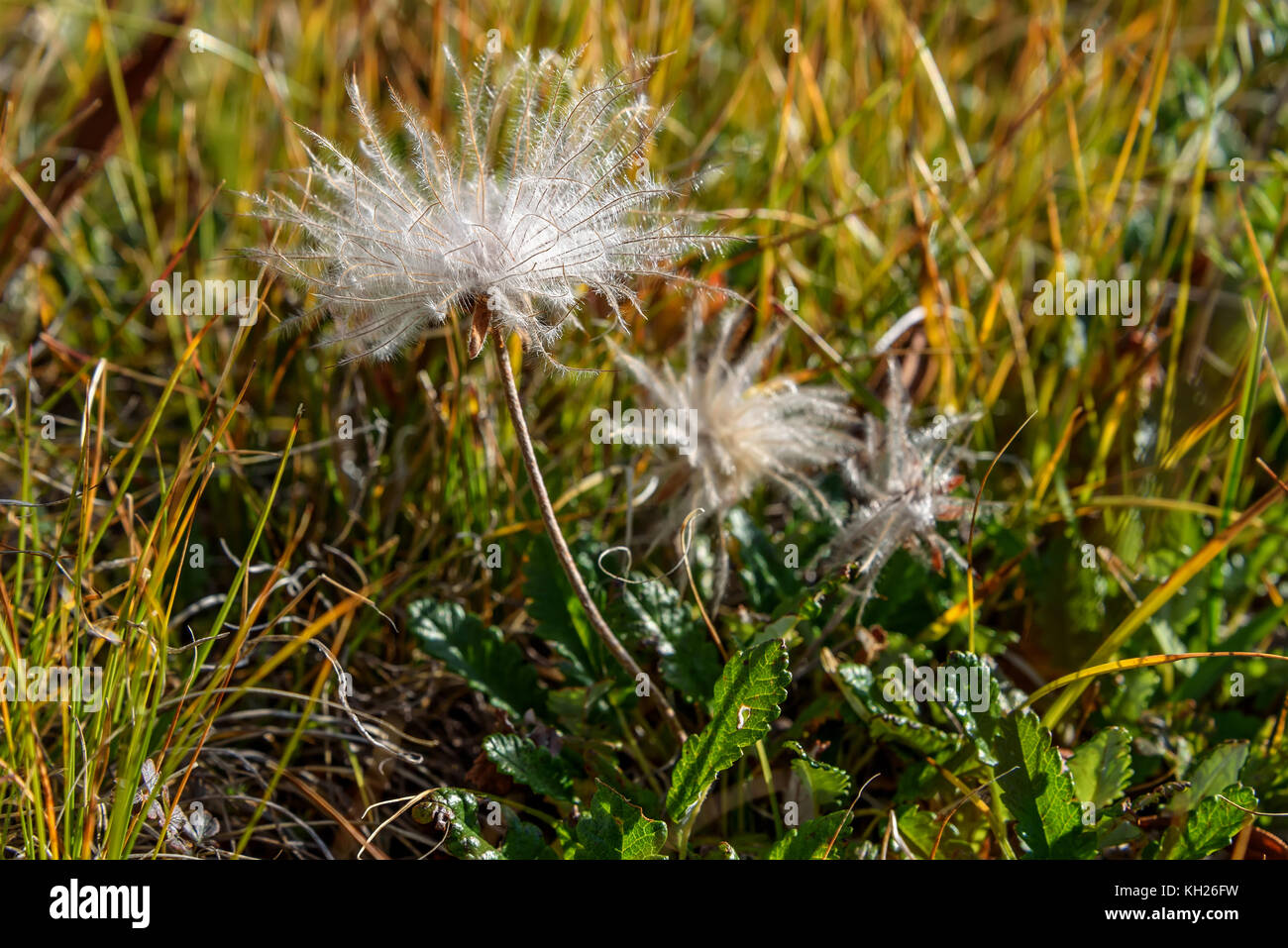 White dryad hi-res stock photography and images - Alamy