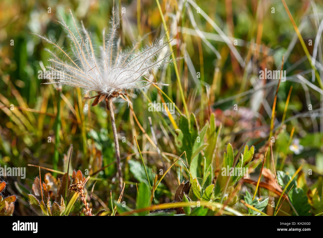 Beautiful floral background with delicate white fluffy flower Dryad in ...