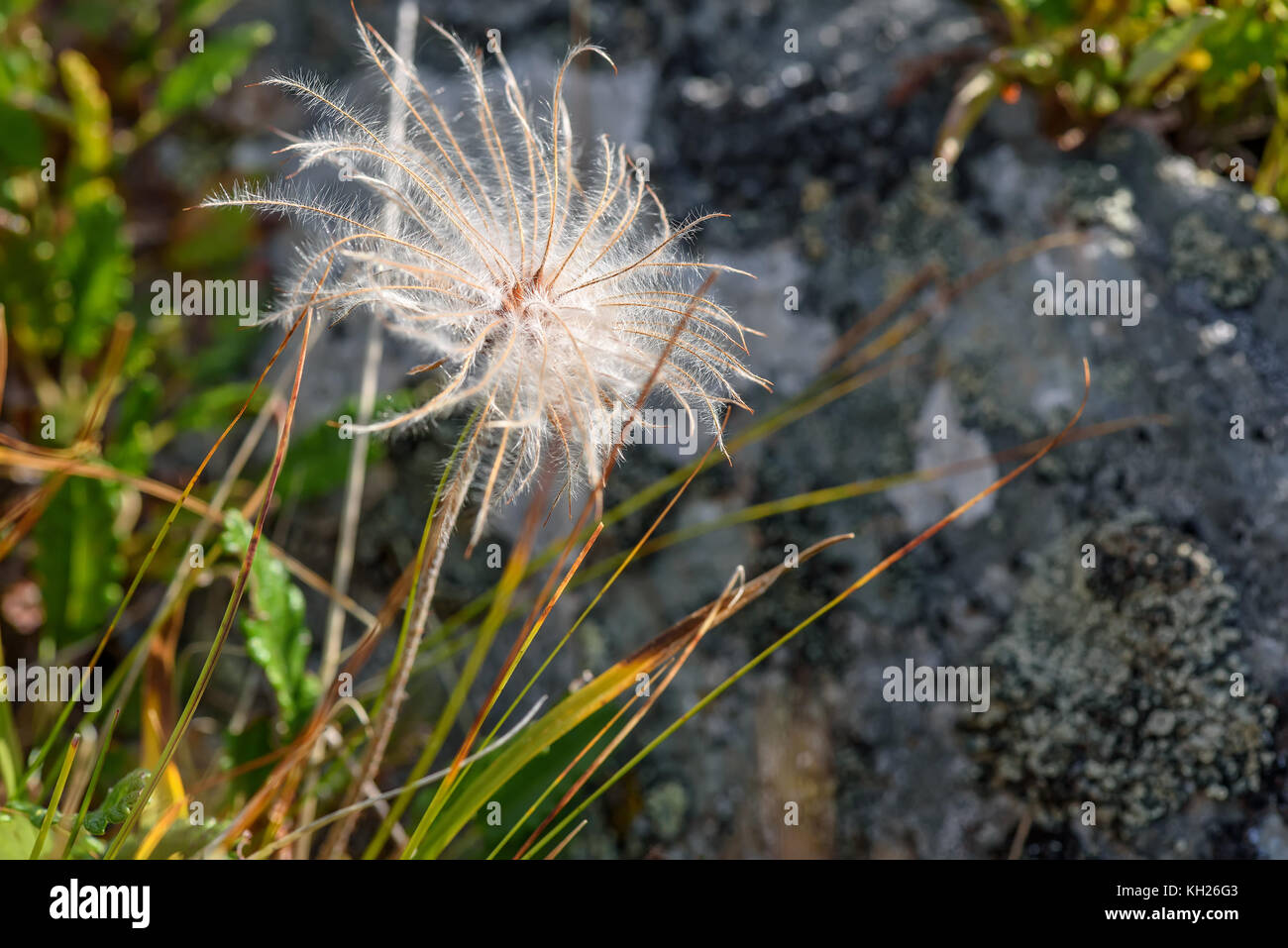 Beautiful floral background with delicate white fluffy flower Dryad in ...