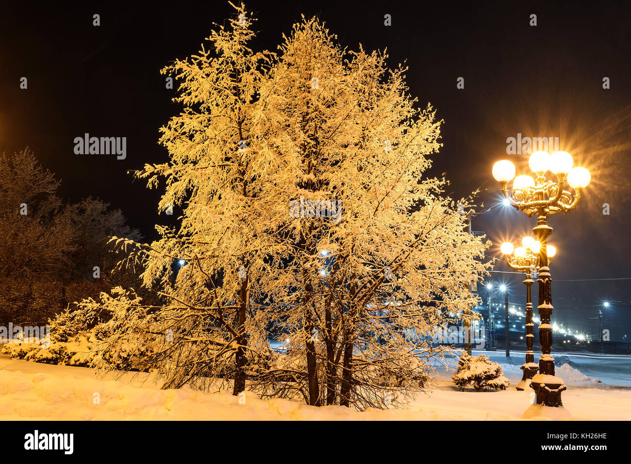 Scenic night winter landscape with trees in hoarfrost and snow and ...