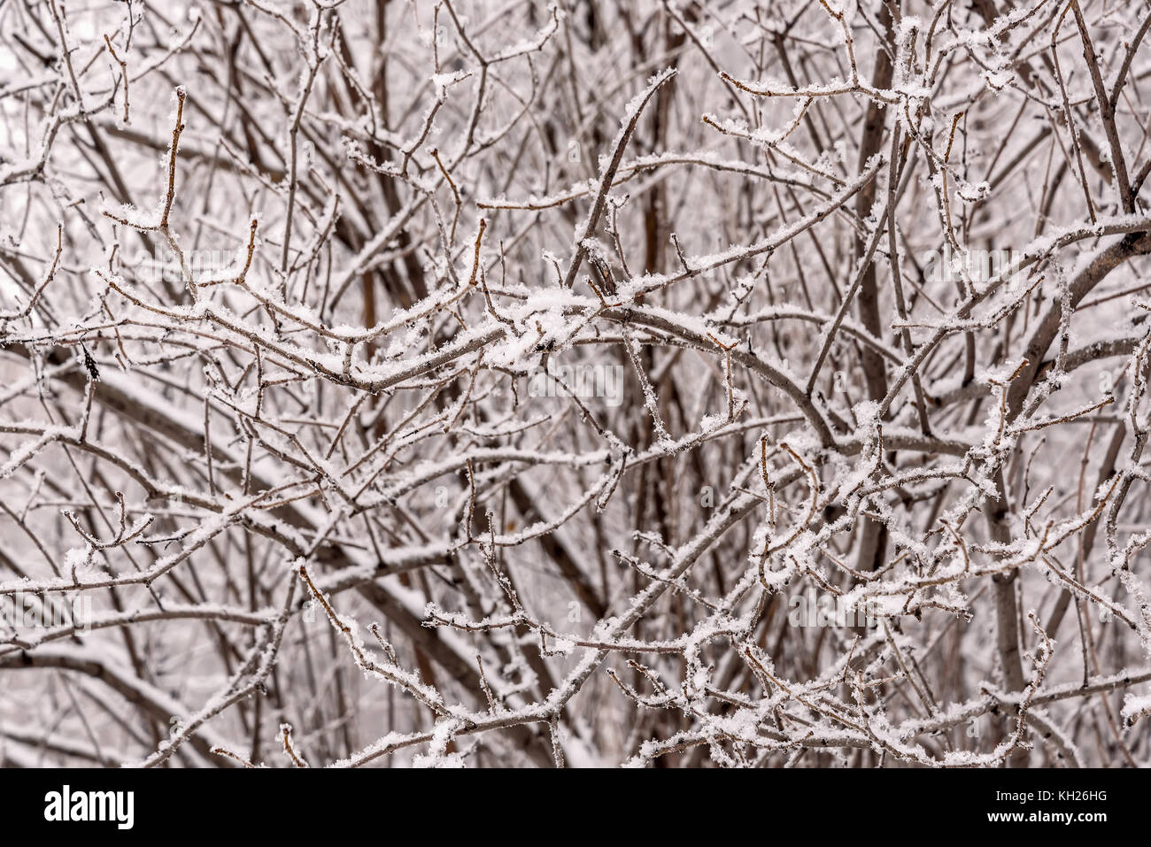 Beautiful winter abstract background with thin brown twigs of trees ...