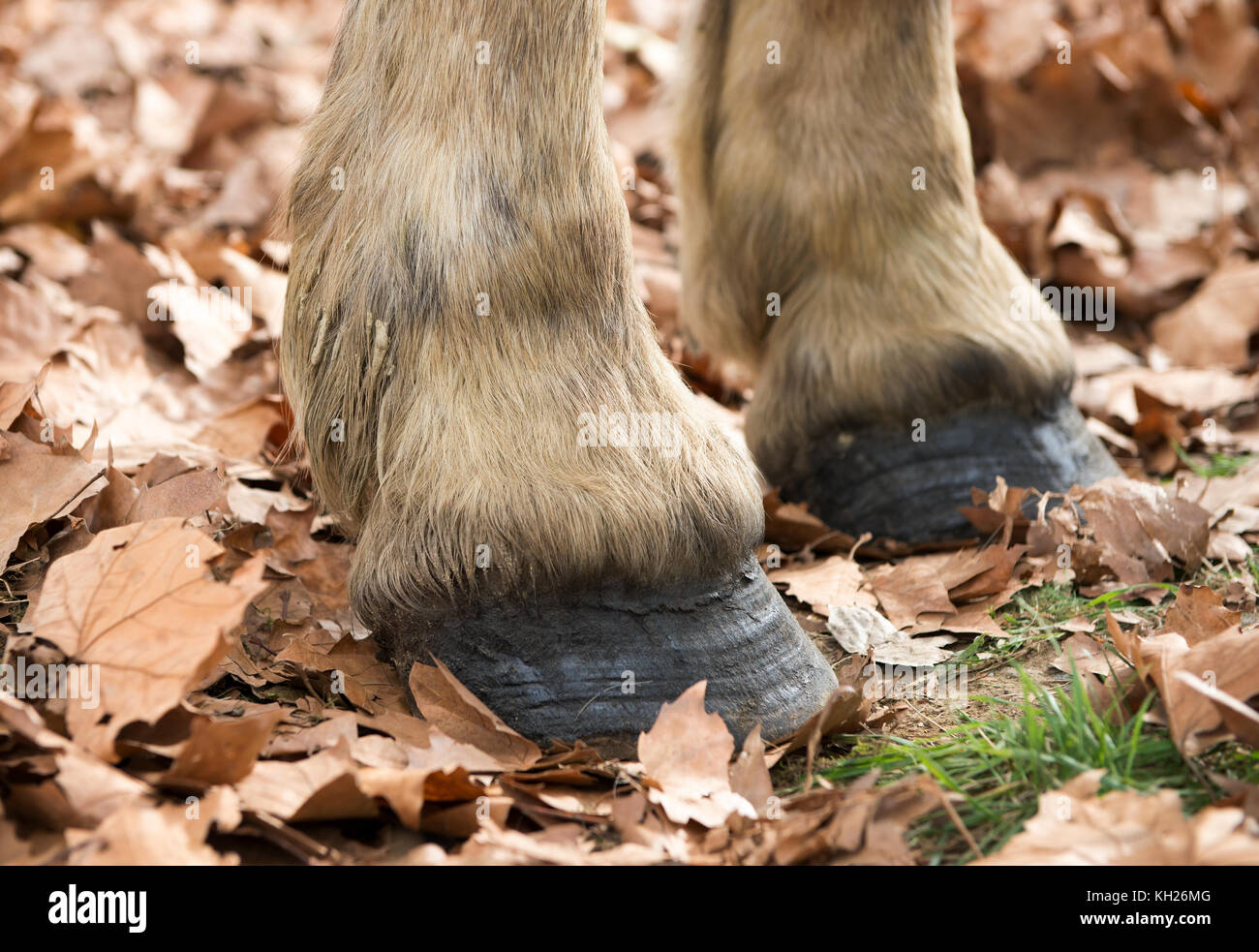 a close up of a horse's hooves Stock Photo - Alamy