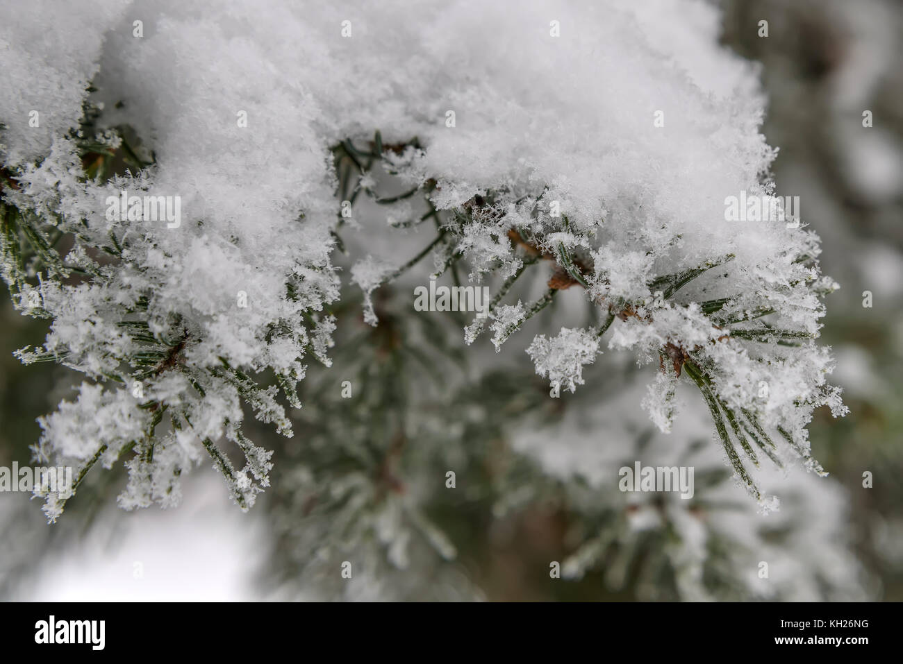 Fluffy snow on branch hi-res stock photography and images - Alamy