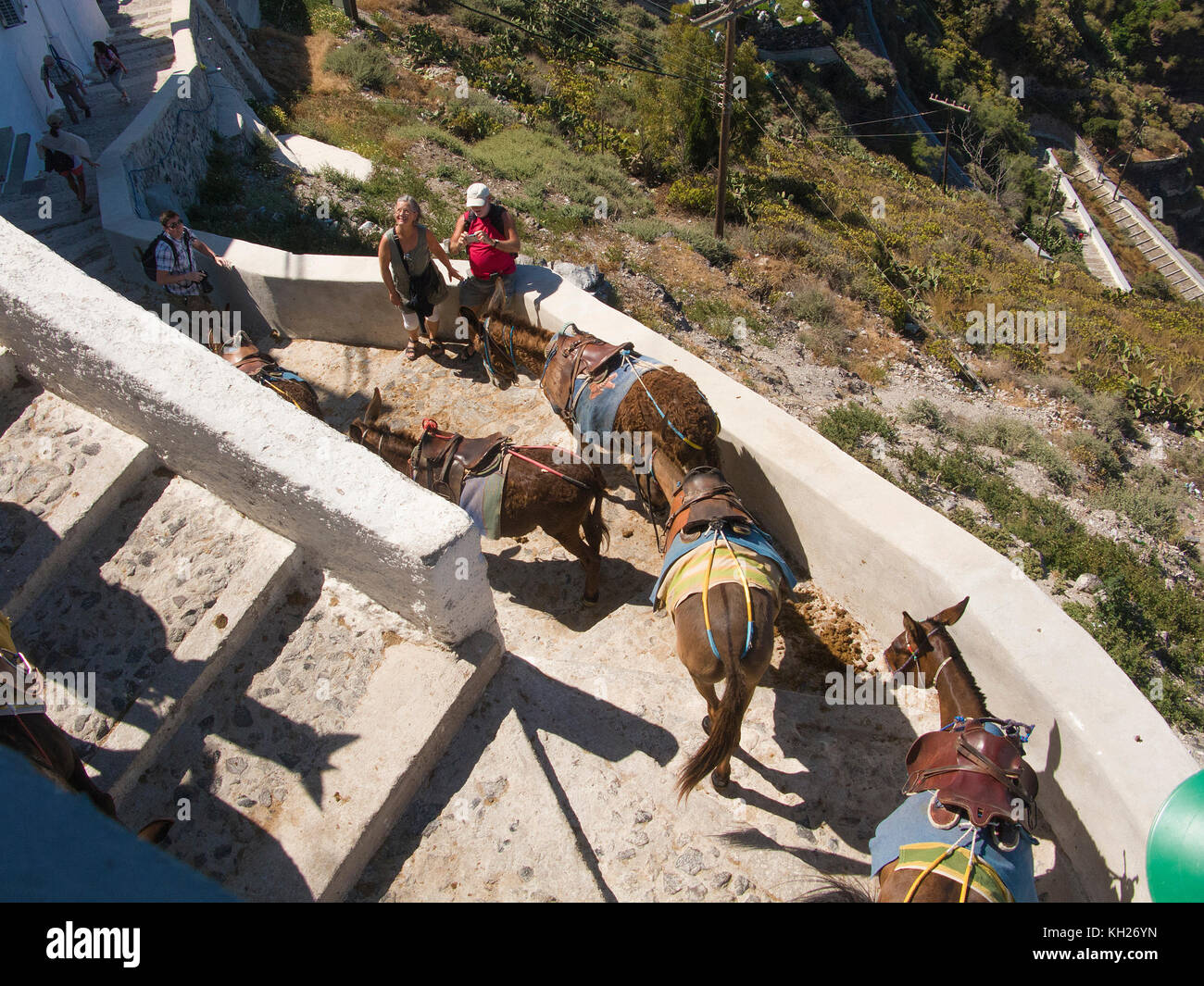 Donkeys on the way down from Thira to the old harbour, to pick up ...