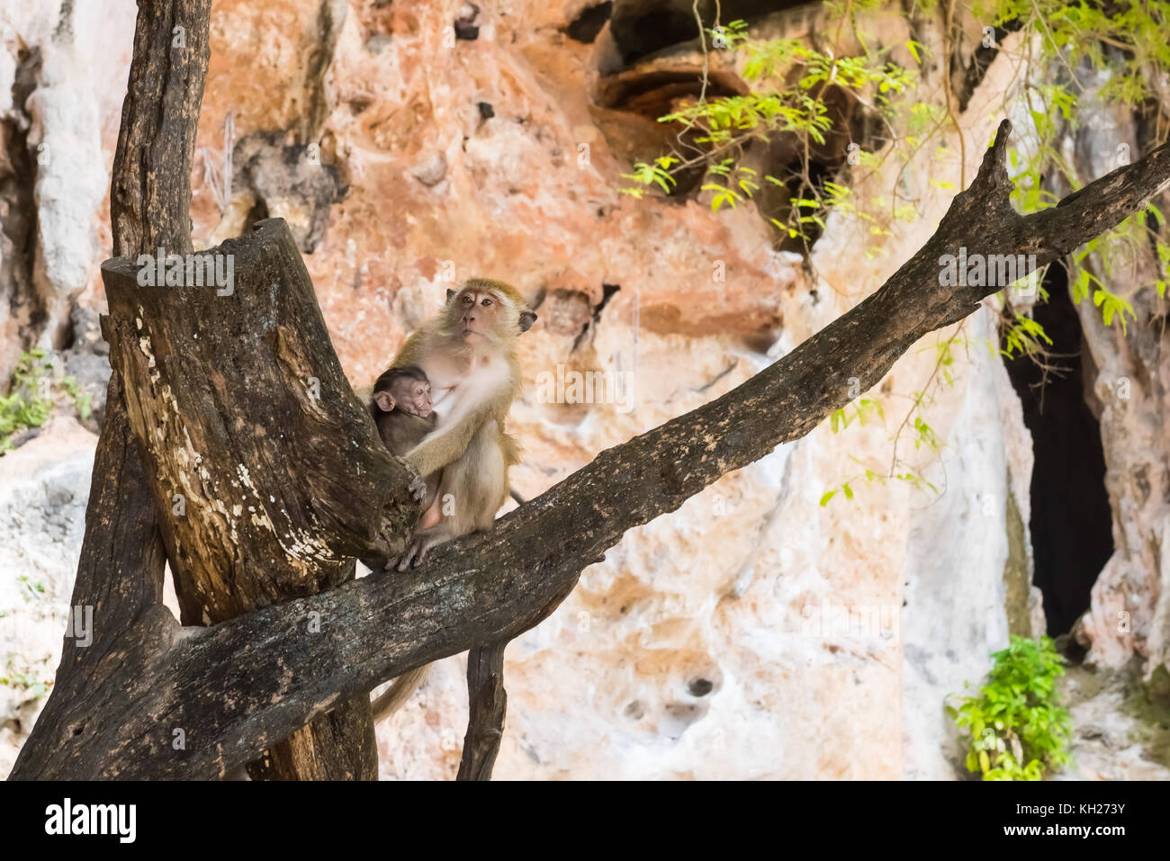 Macaque mother with child on tree. Two monkey Stock Photo - Alamy