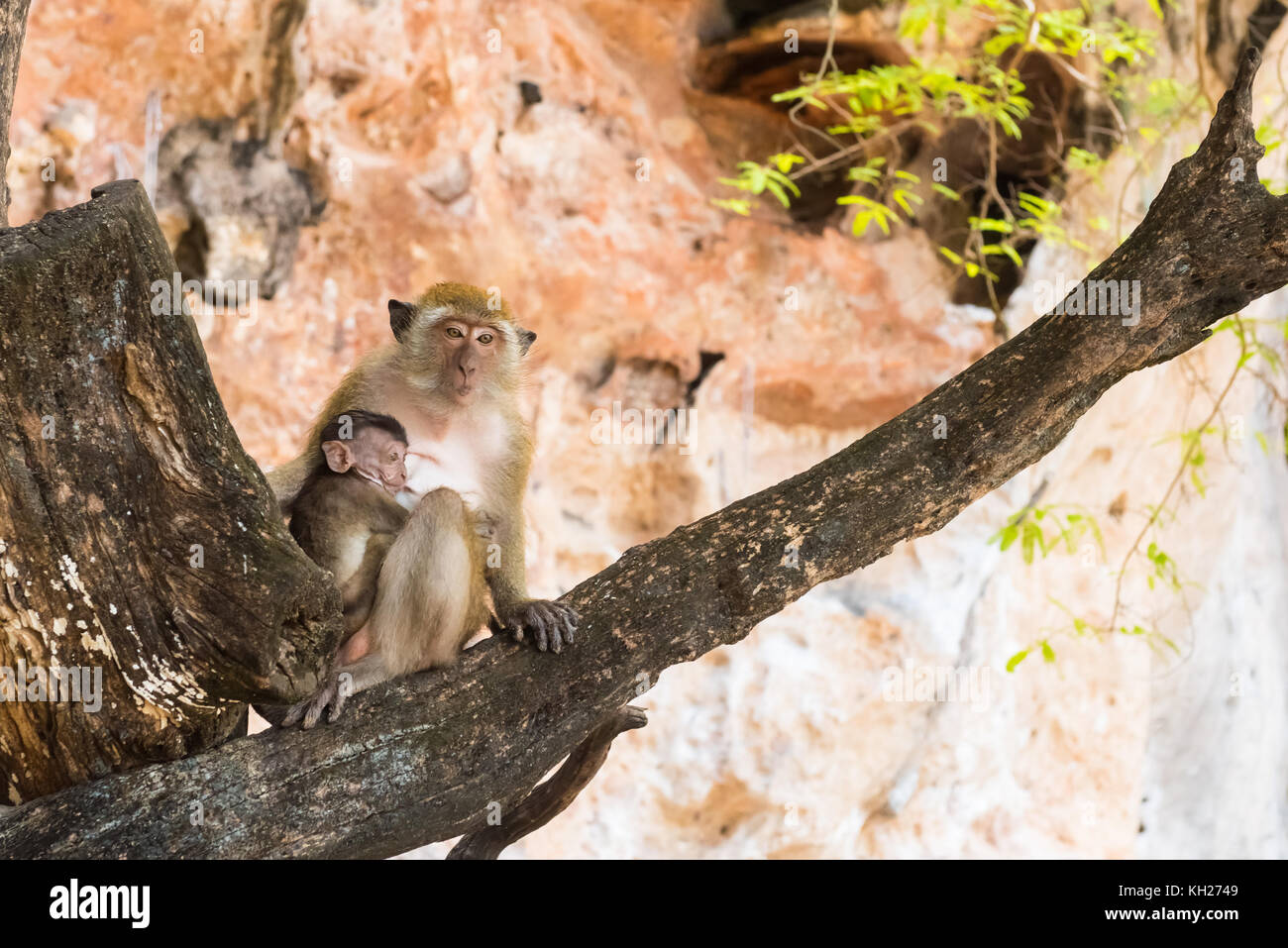 Macaque mother with child on tree. Two monkey Stock Photo - Alamy