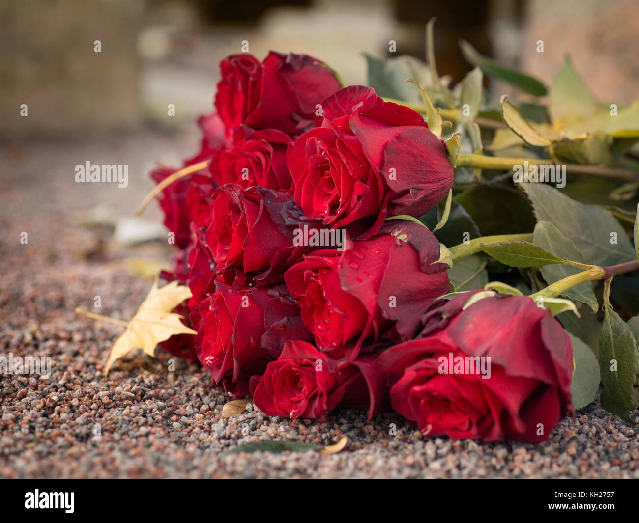Red roses on the ground. Selective focus. Mourning and memorial theme ...