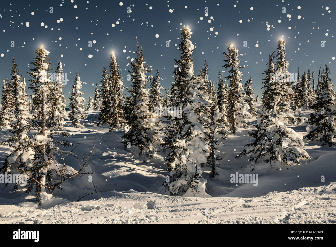 Colorful winter scene with snow-capped christmas trees in the forest ...