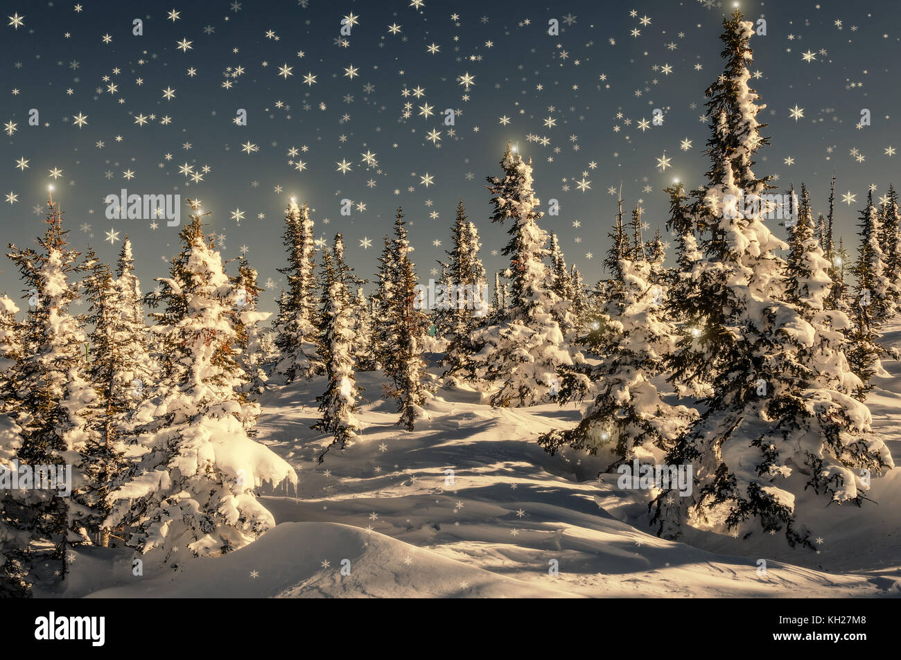 Colorful winter scene with snow-capped christmas trees in the forest ...