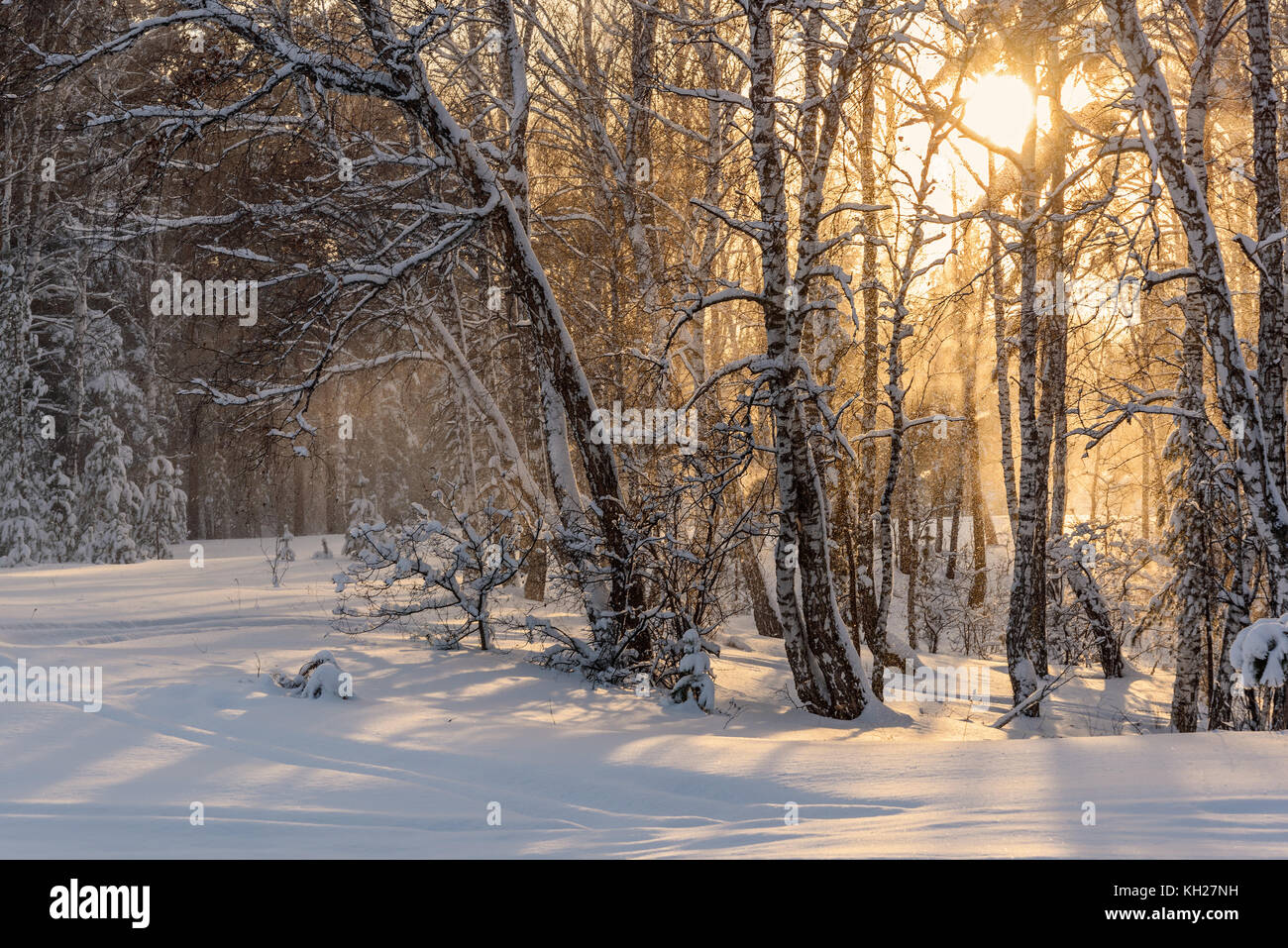 Beautiful winter view with trees in snow, snowfall and sunlight in the ...