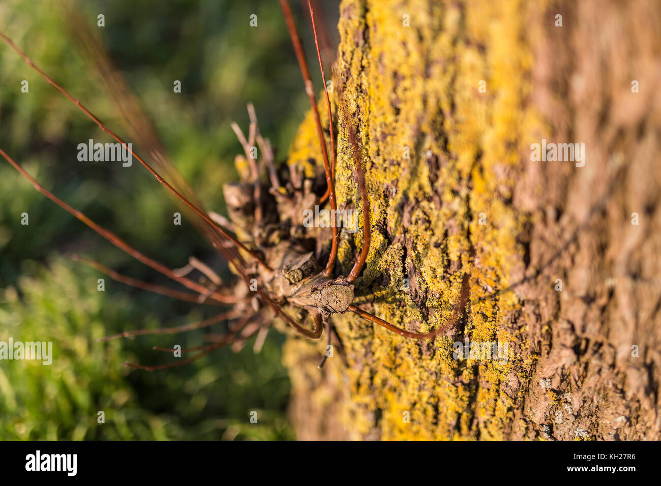 the tree looks like an insect Stock Photo - Alamy