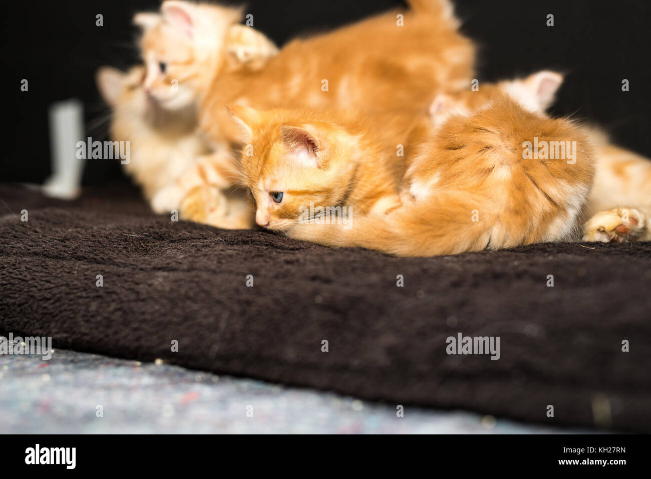 little kitten sleeping and playing Stock Photo - Alamy