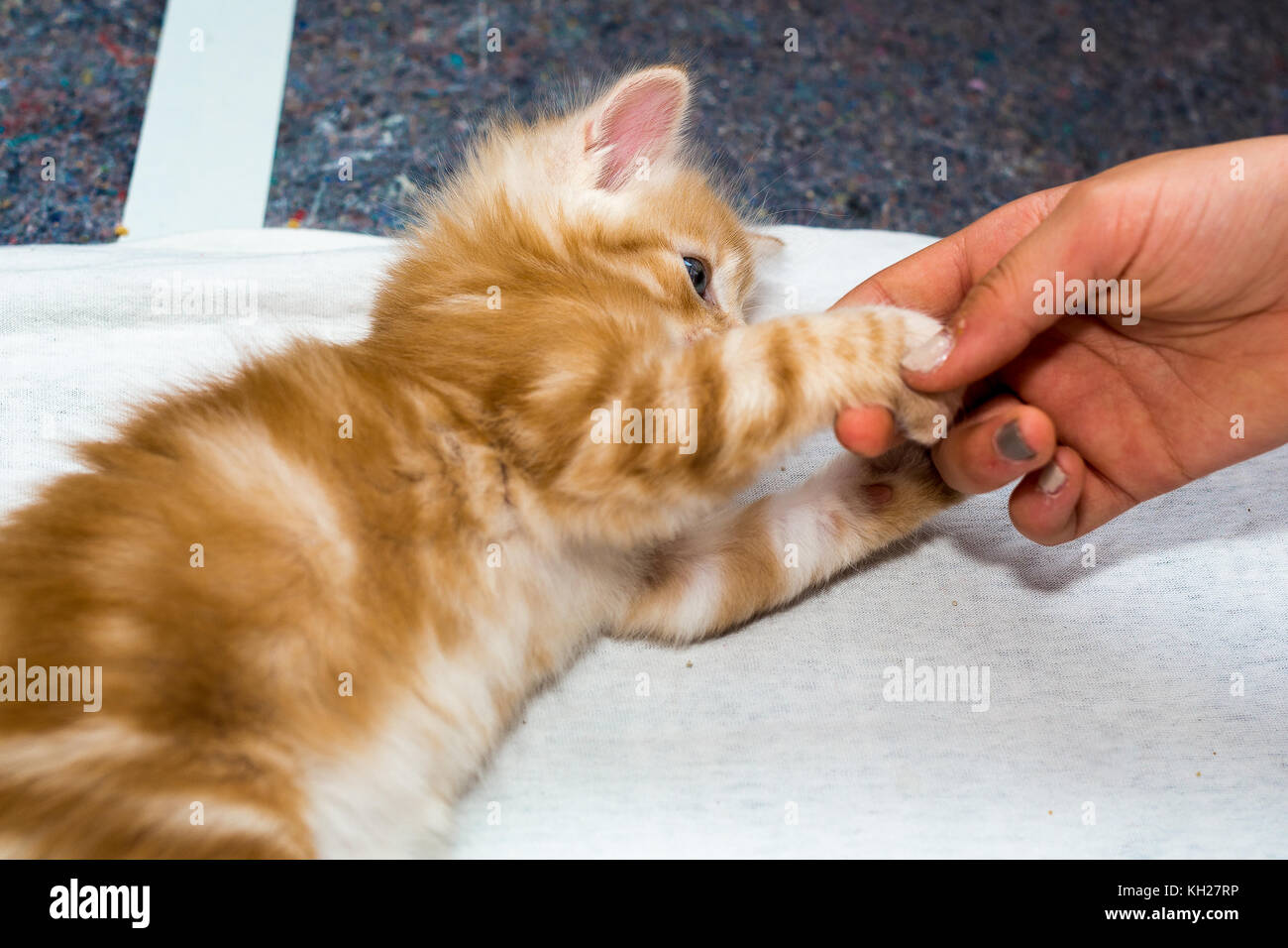kitten mistress playing with little kitten Stock Photo - Alamy