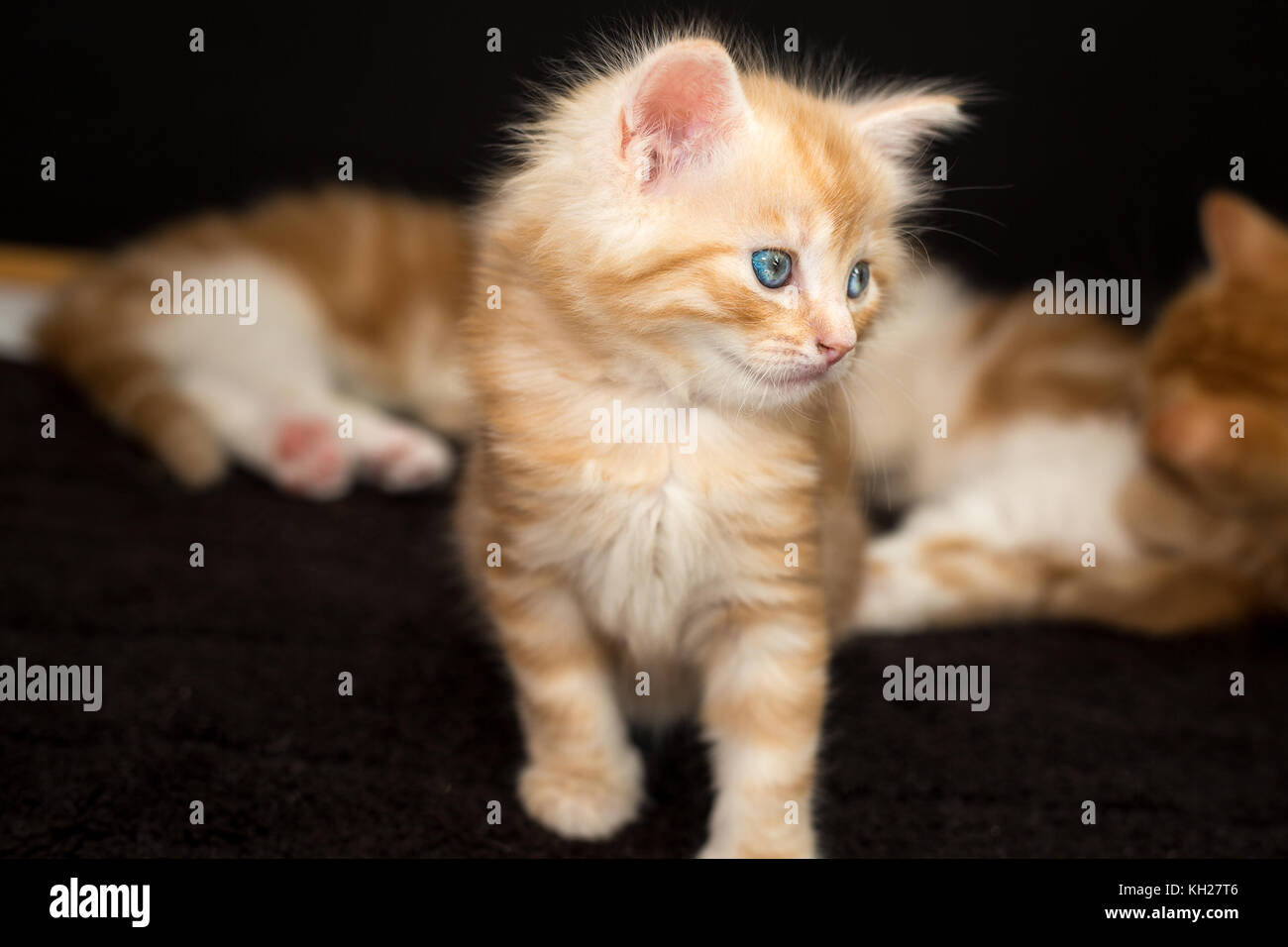 little kitten sleeping and playing Stock Photo - Alamy