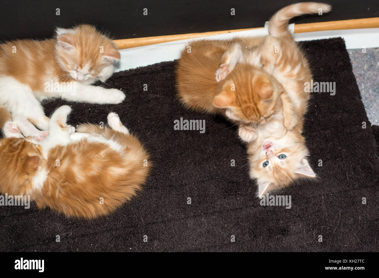 little kitten sleeping and playing Stock Photo - Alamy