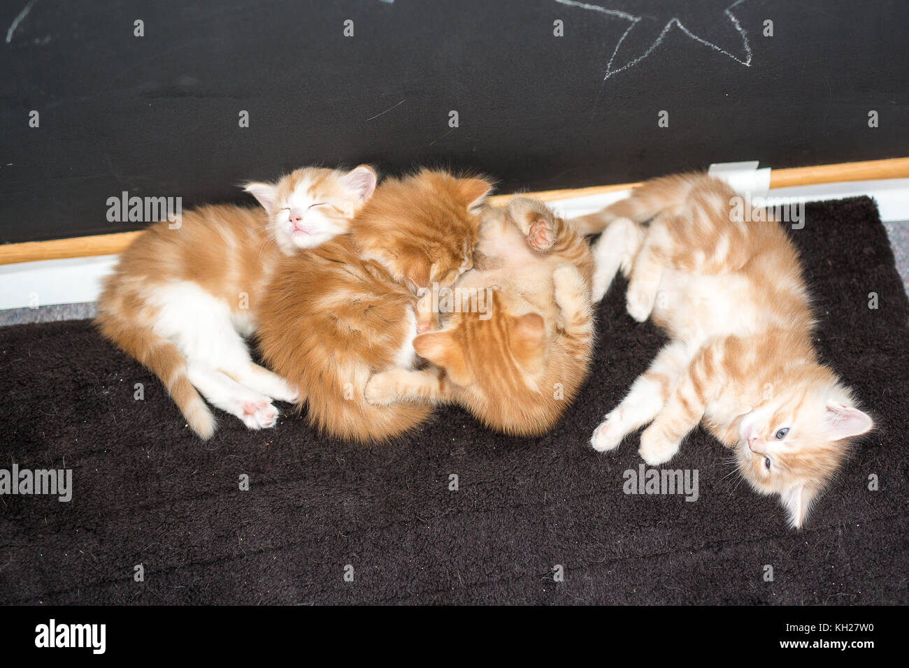 little kitten sleeping and playing Stock Photo - Alamy