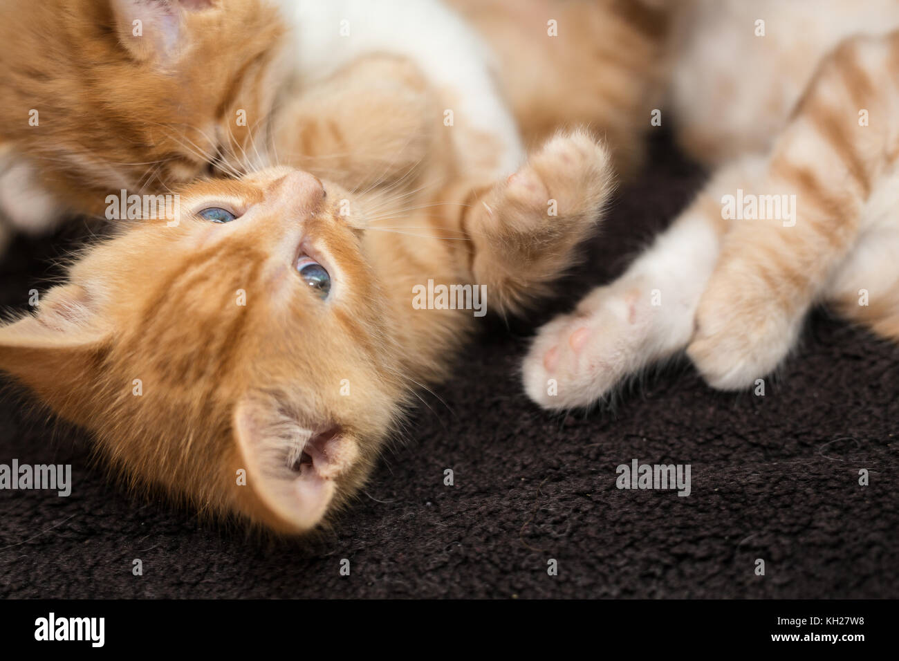 little kitten sleeping and playing Stock Photo - Alamy
