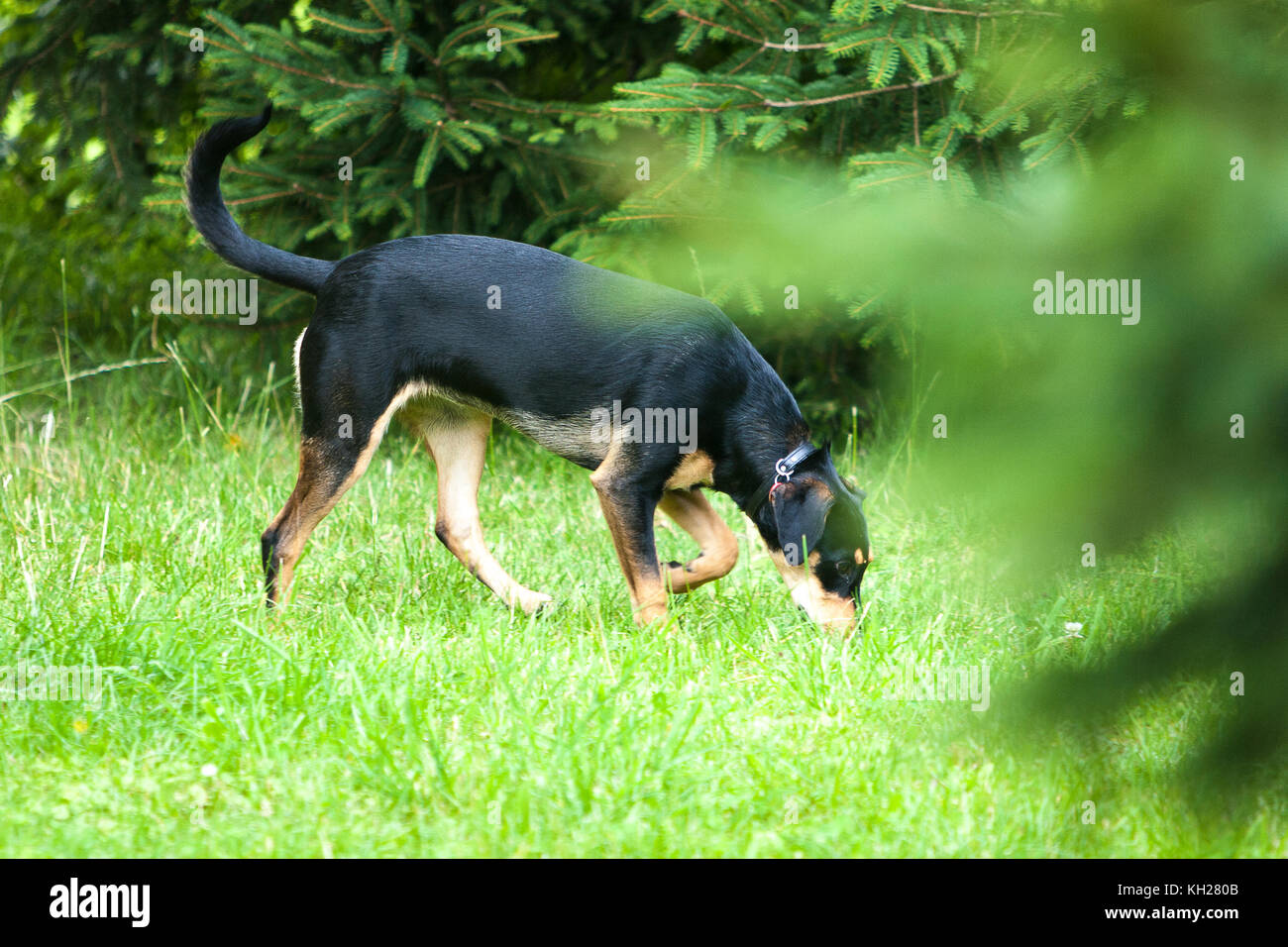 dog sneaking in the garden Stock Photo - Alamy