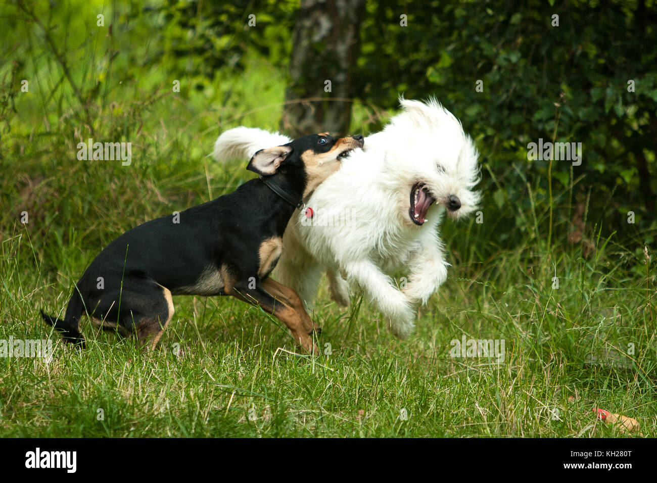 two dogs playing Stock Photo - Alamy