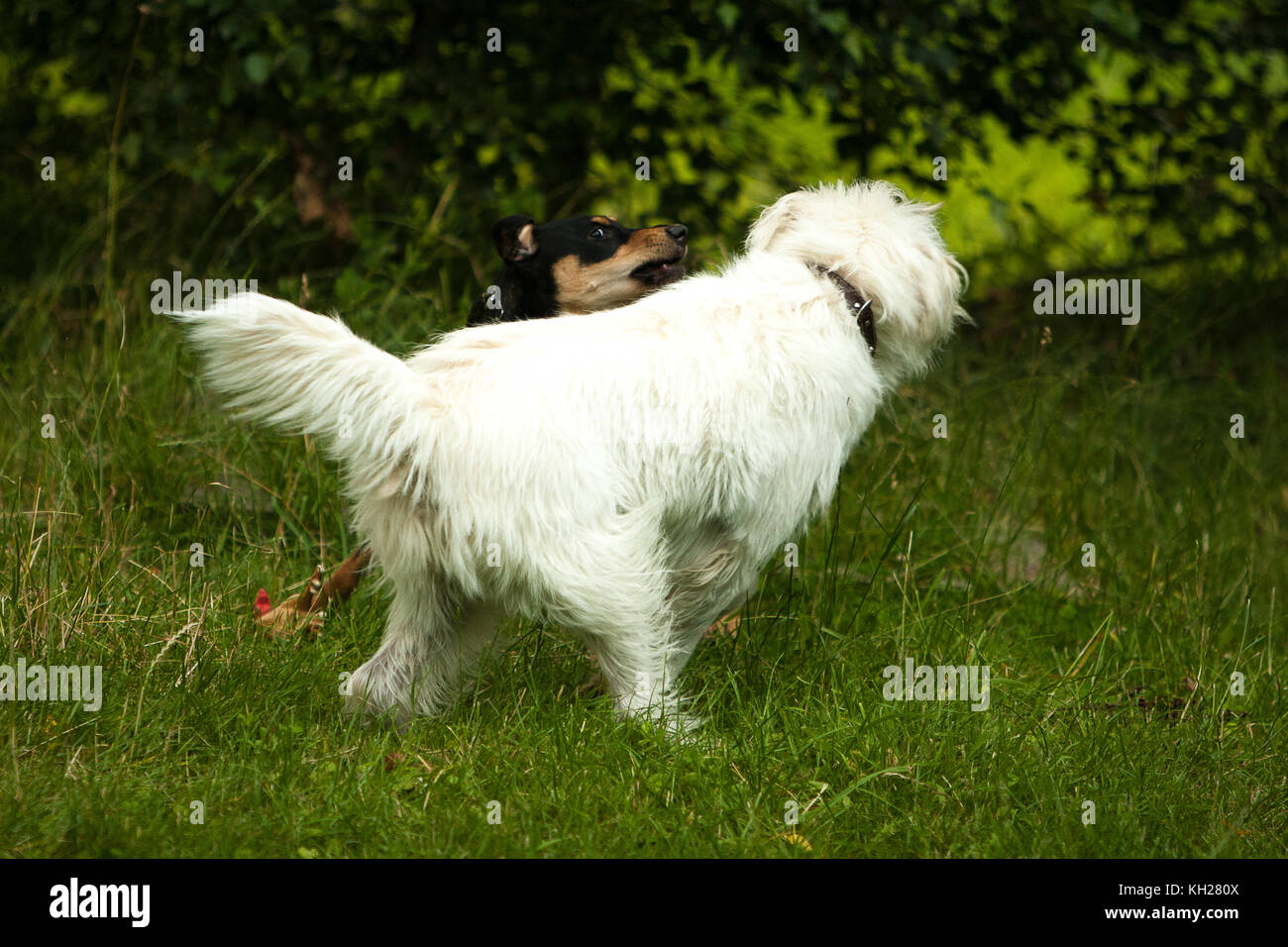two dogs playing Stock Photo - Alamy