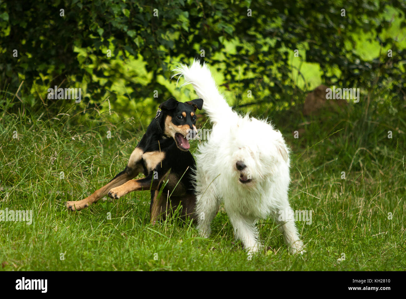two dogs playing Stock Photo - Alamy