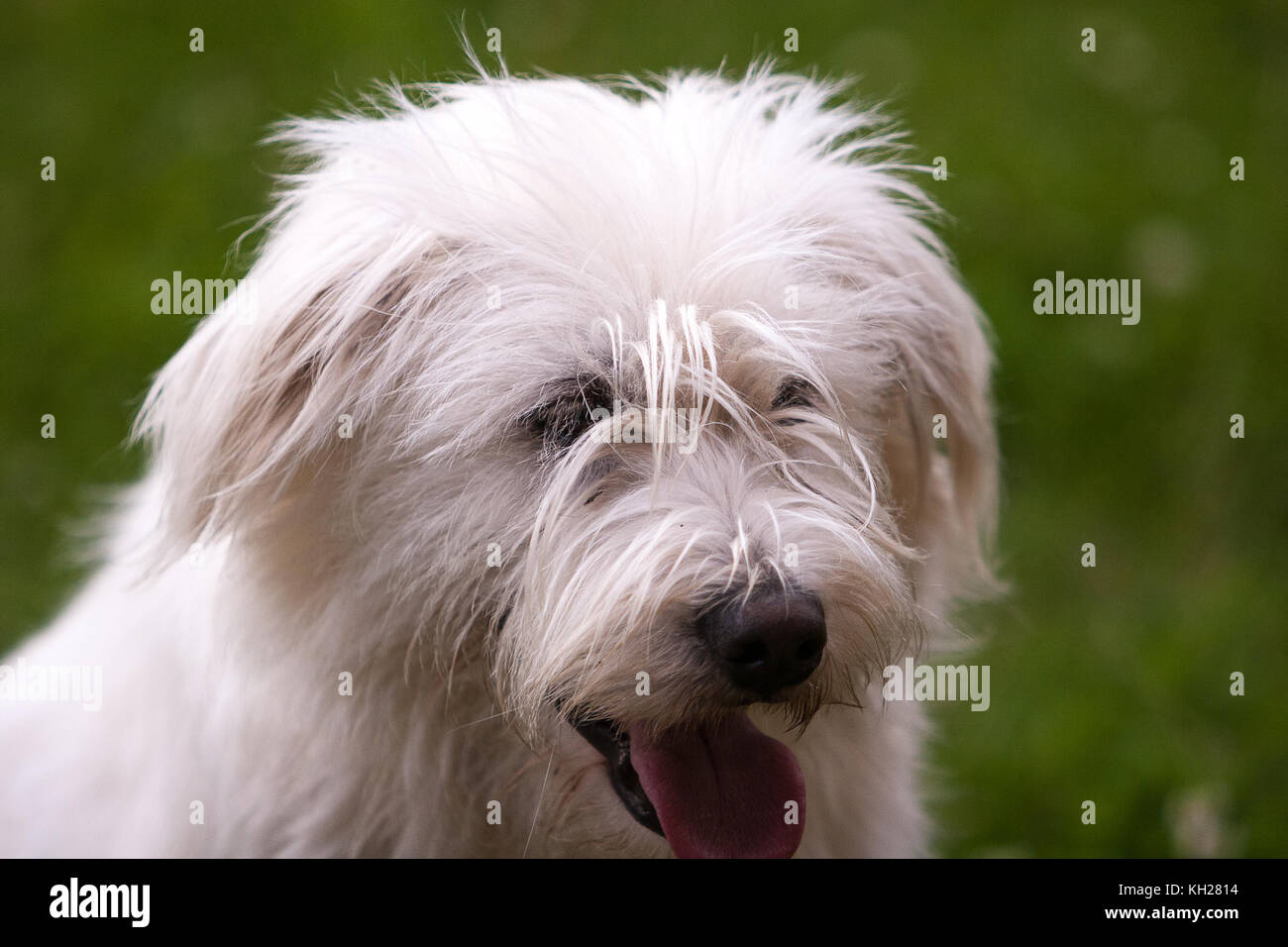 white dog outdoors Stock Photo - Alamy