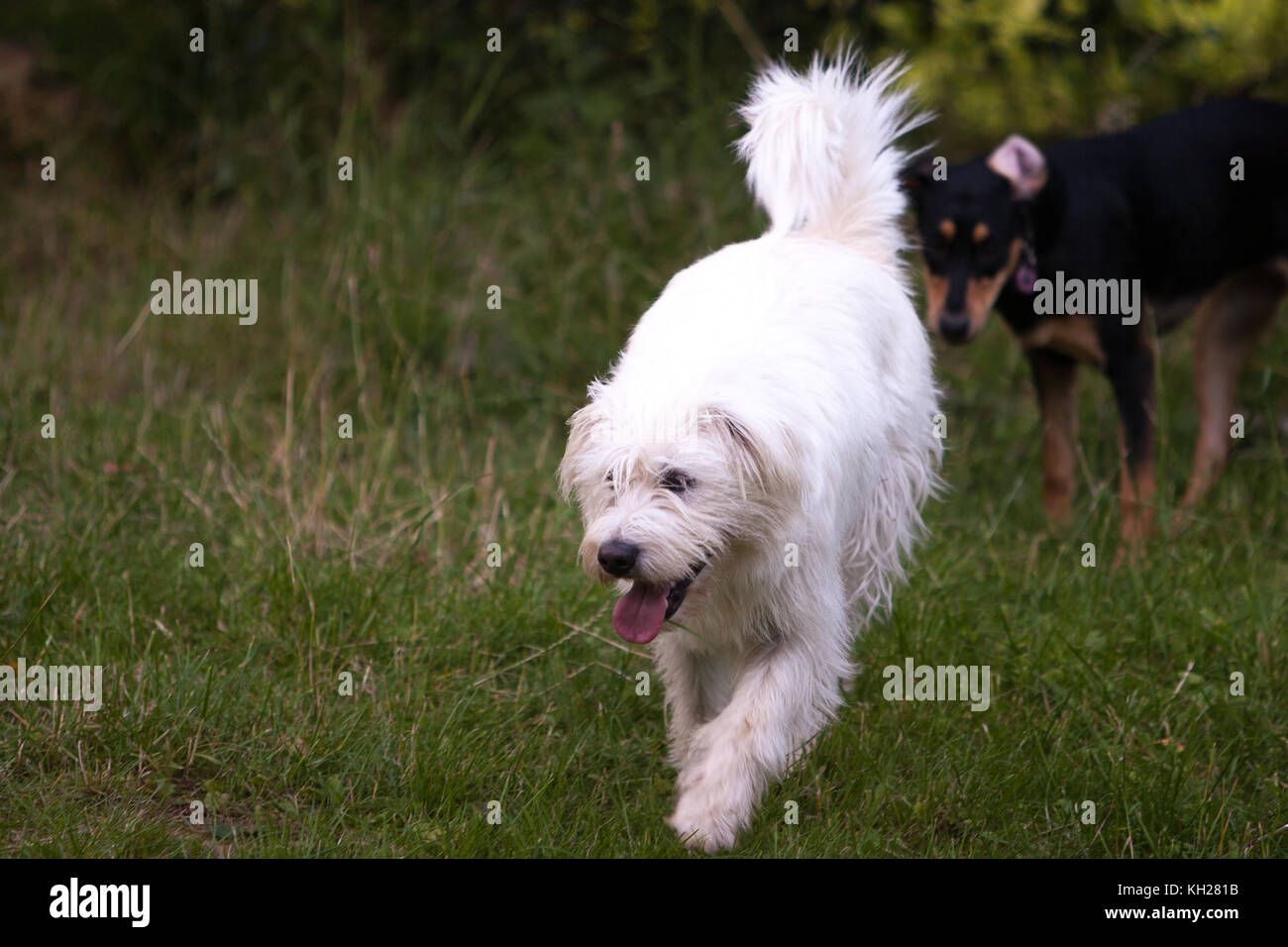 two dogs playing Stock Photo - Alamy