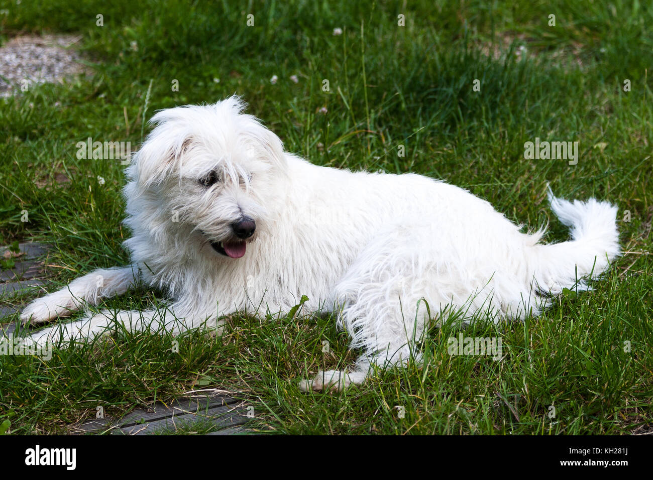 white dog outdoors Stock Photo - Alamy
