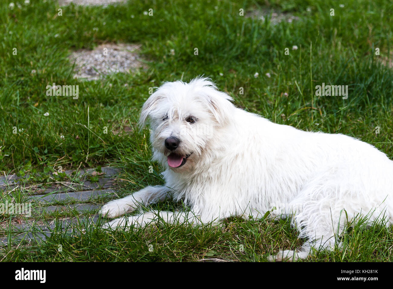 white dog outdoors Stock Photo - Alamy