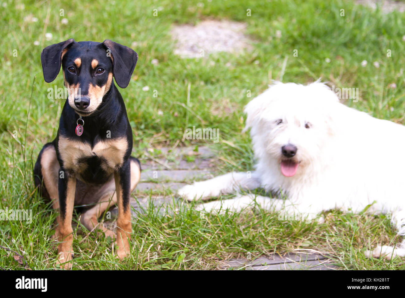 two dogs playing Stock Photo - Alamy