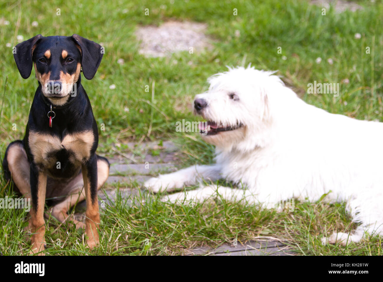 two dogs playing Stock Photo - Alamy