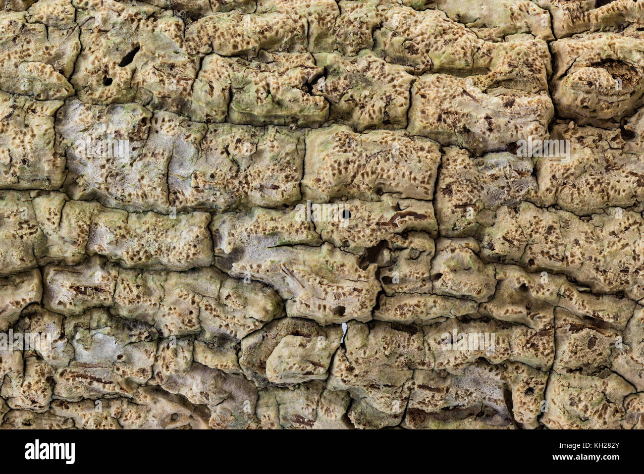 Closeup wooden bark texture as natural pattern Stock Photo - Alamy