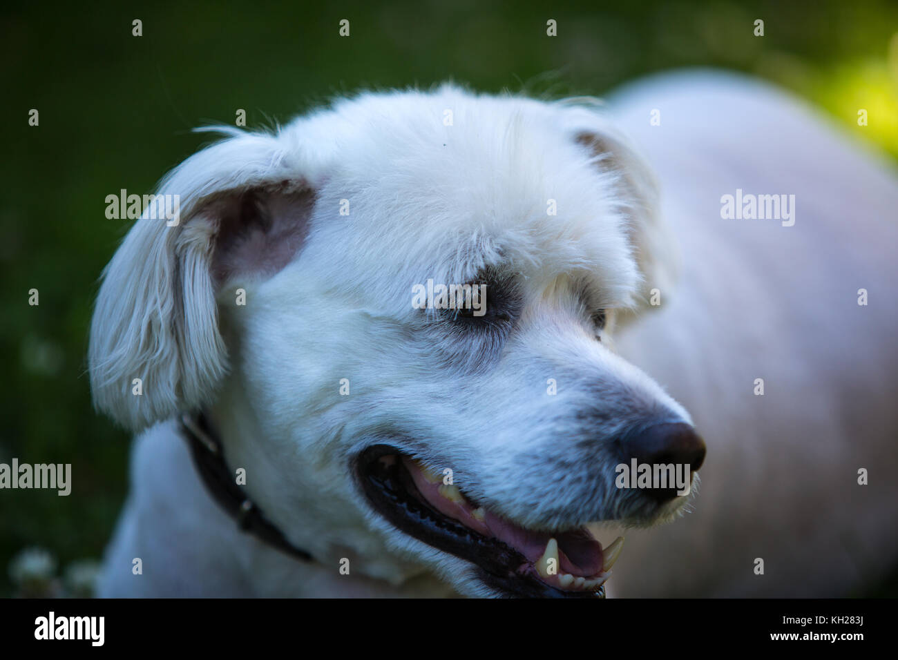 A daily dog's life Stock Photo - Alamy