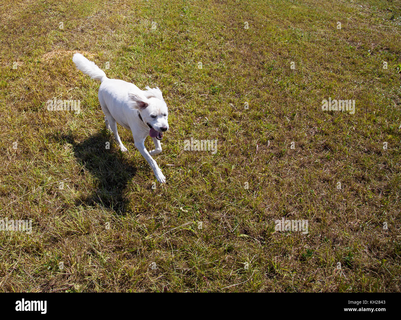 white dog outdoors Stock Photo - Alamy