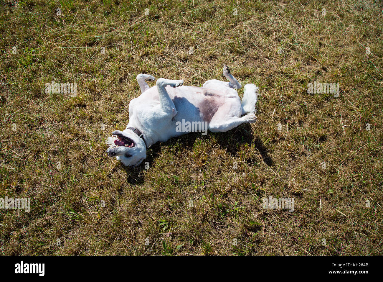 Sneak Dog High Resolution Stock Photography and Images - Alamy