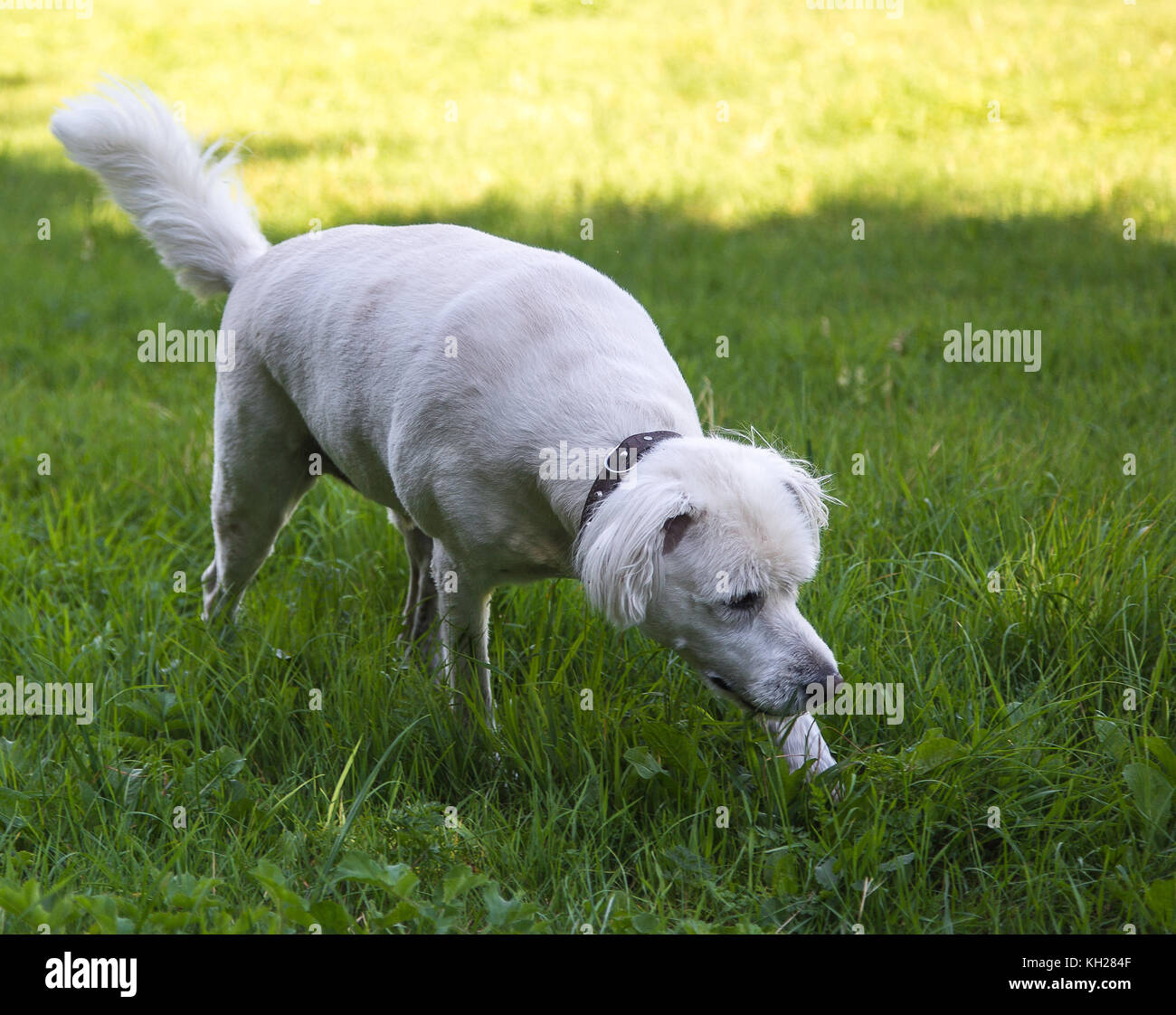 Sneak Dog High Resolution Stock Photography and Images - Alamy