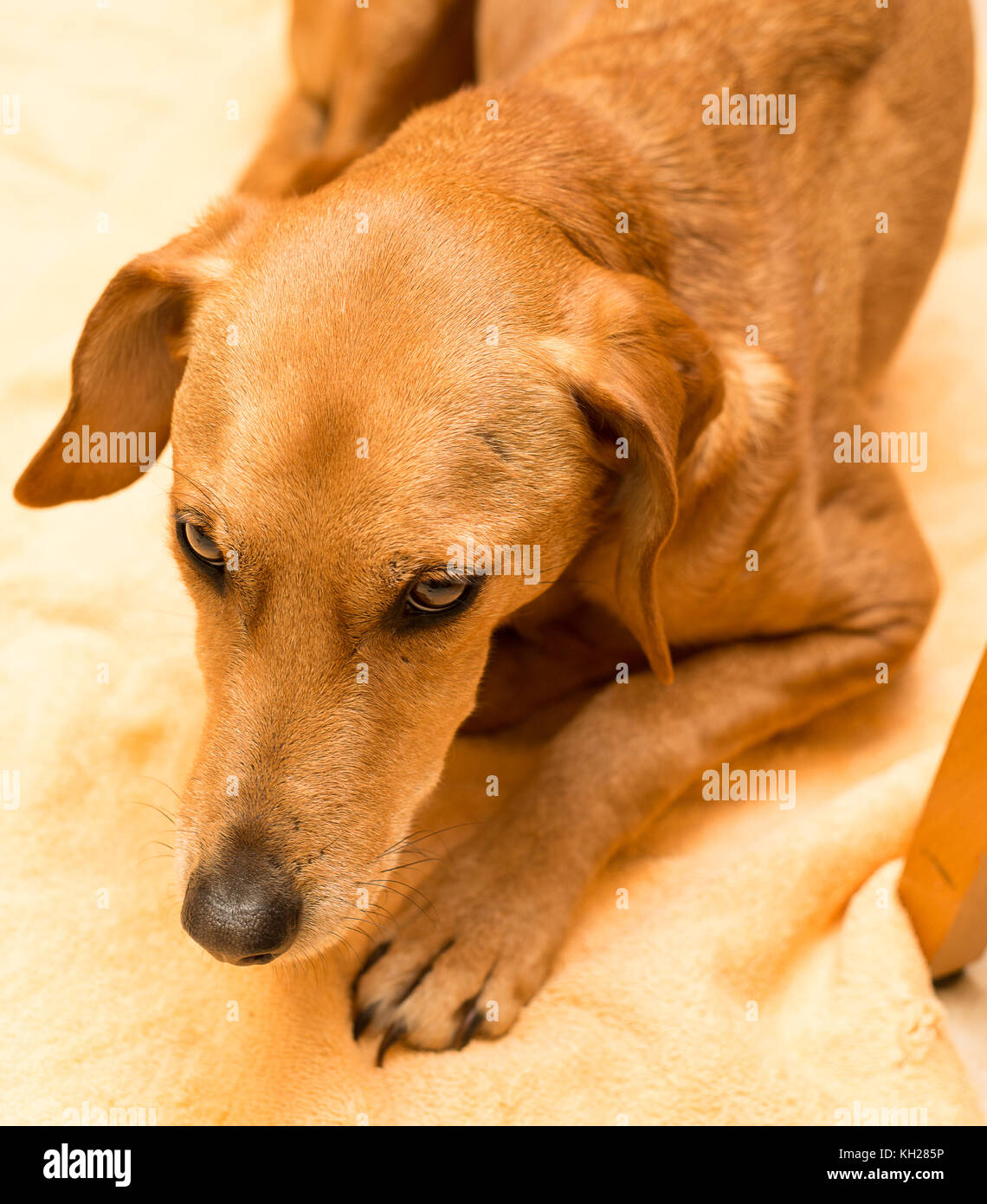 Cool looking dog hi-res stock photography and images - Alamy