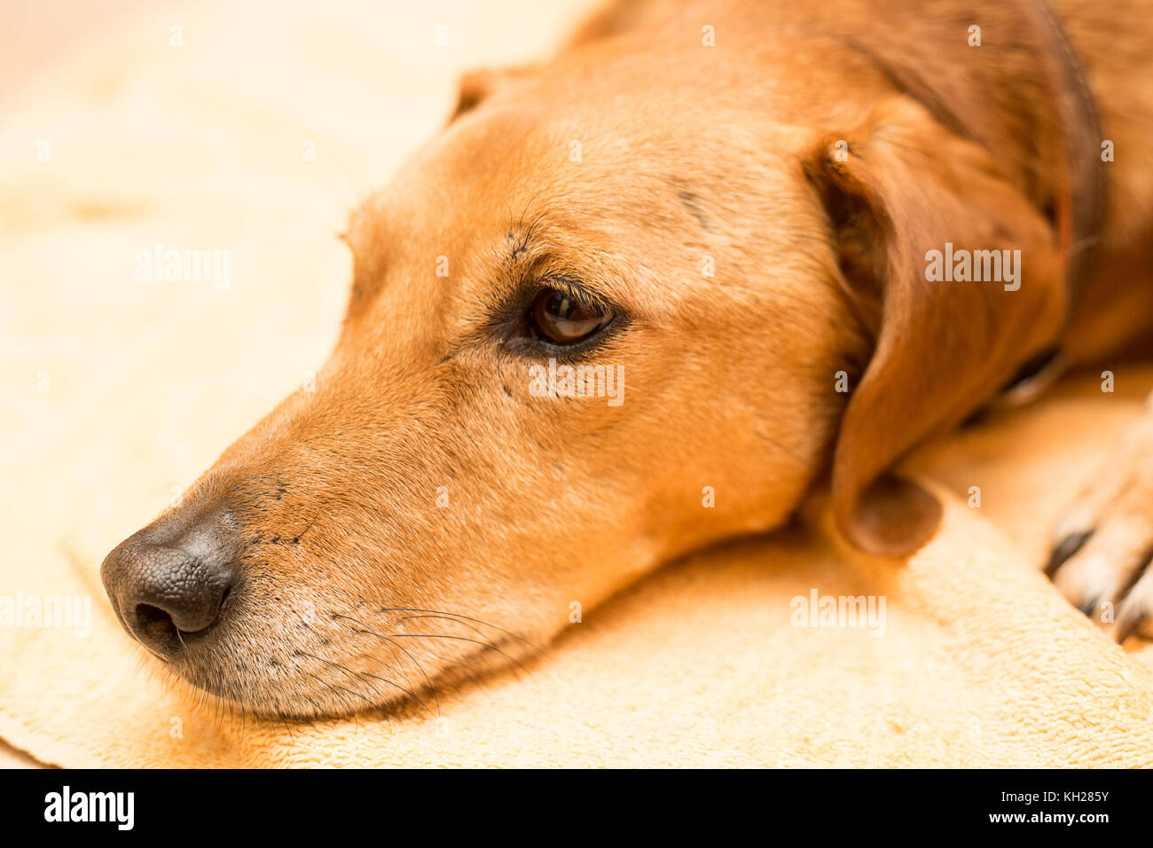 Cool looking dog hi-res stock photography and images - Alamy