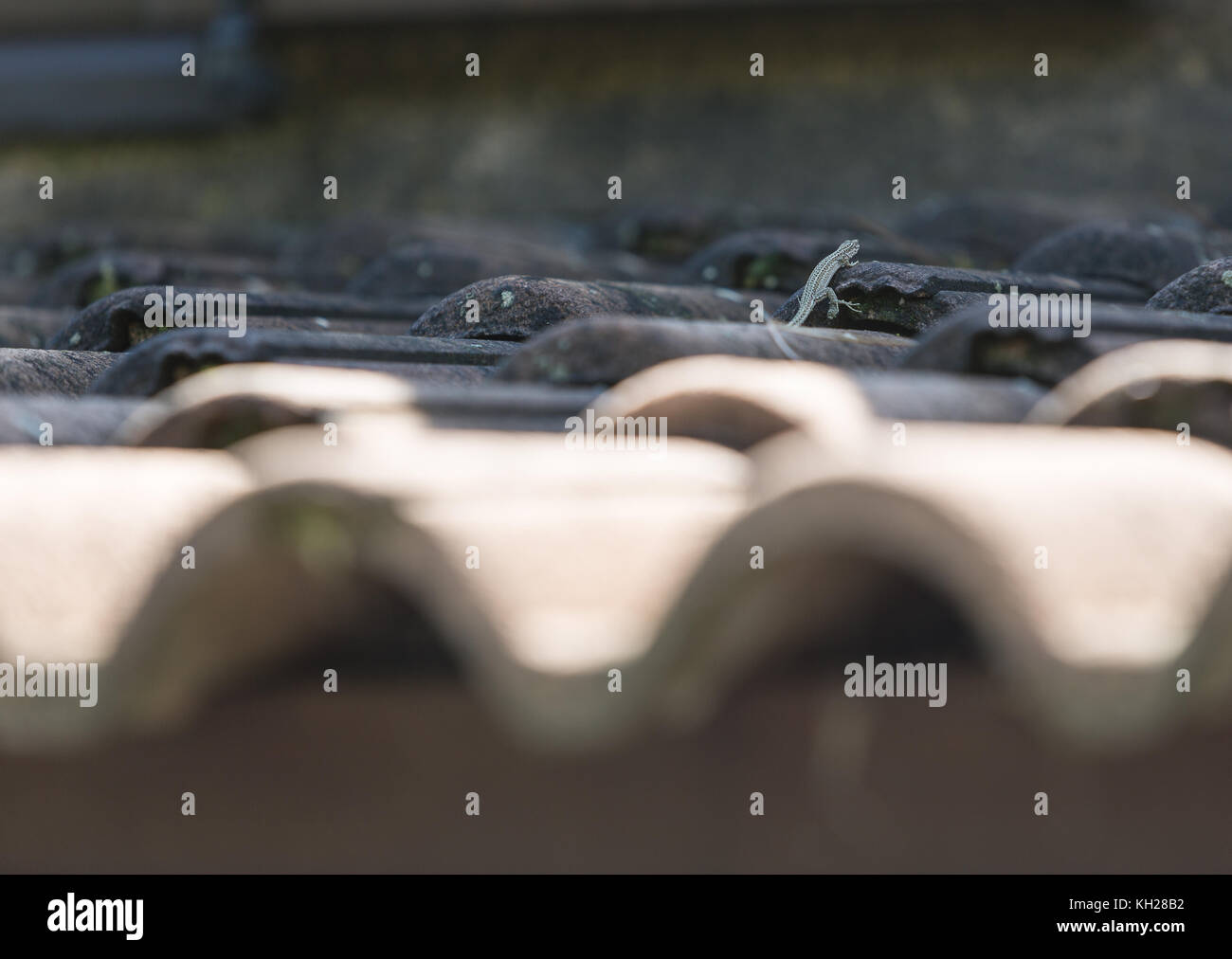 Lizzard hi-res stock photography and images - Alamy