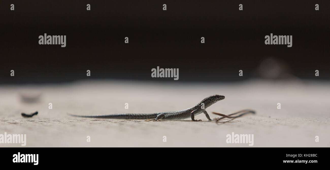 Lizzard hi-res stock photography and images - Alamy
