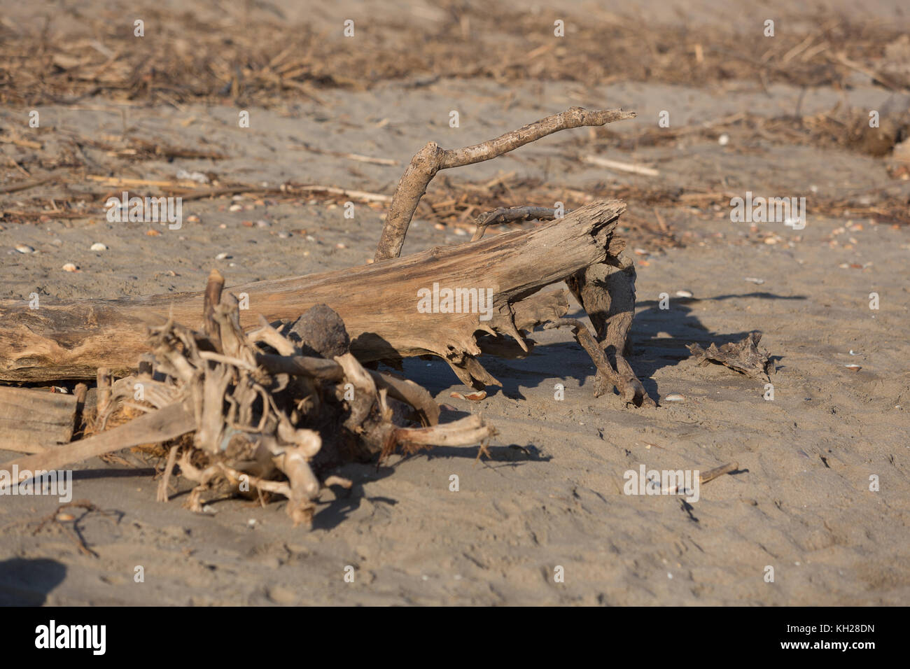 Water plant and flotsam hi-res stock photography and images - Alamy