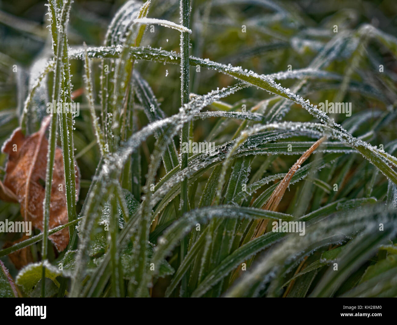 The first cold came. Nature is preparing for the coming of winter ...
