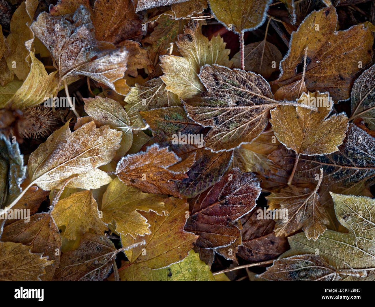 The first cold came. Nature is preparing for the coming of winter ...