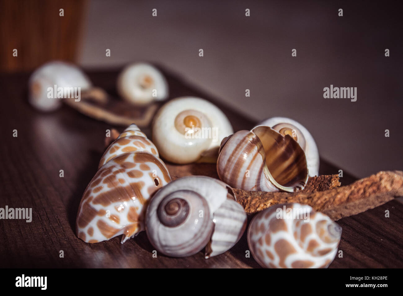 Close up of sea shells Stock Photo - Alamy