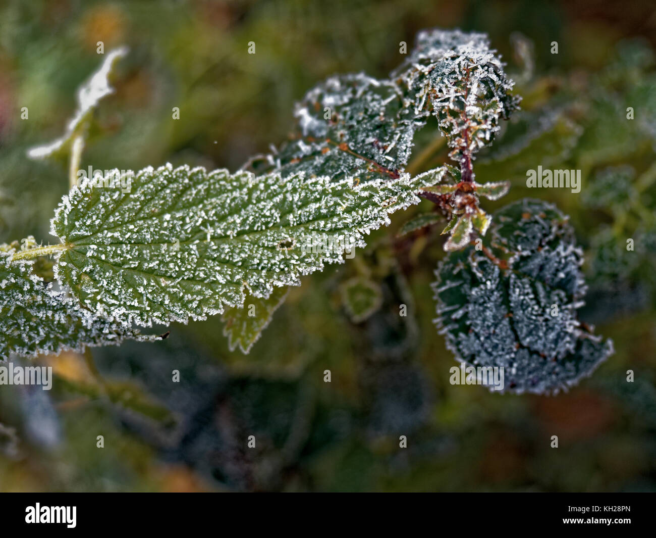 The first cold came. Nature is preparing for the coming of winter ...