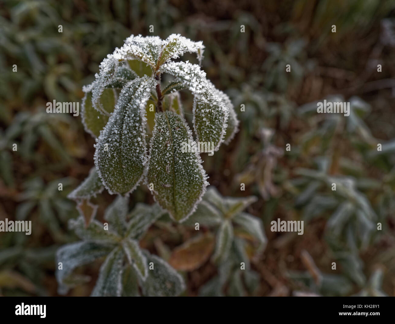 The first cold came. Nature is preparing for the coming of winter ...