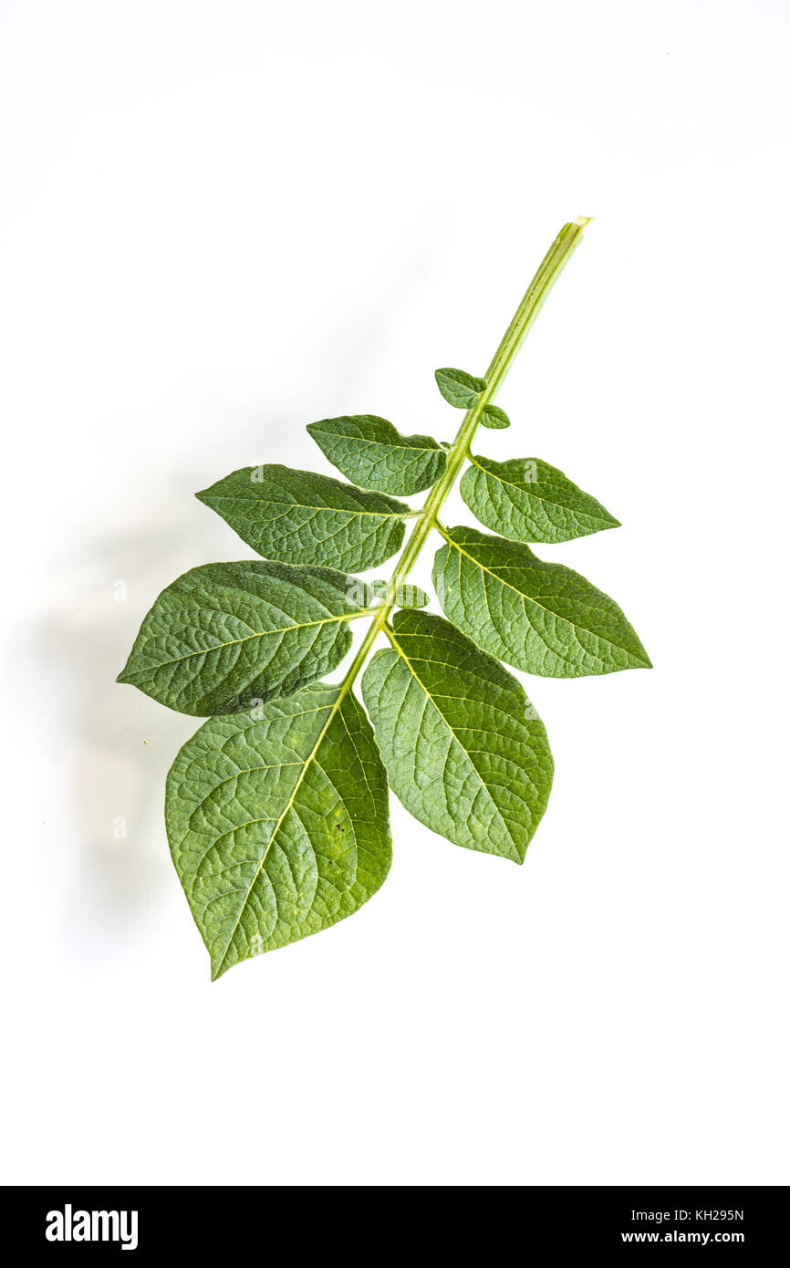 Leaf leaf pattern hi-res stock photography and images - Alamy