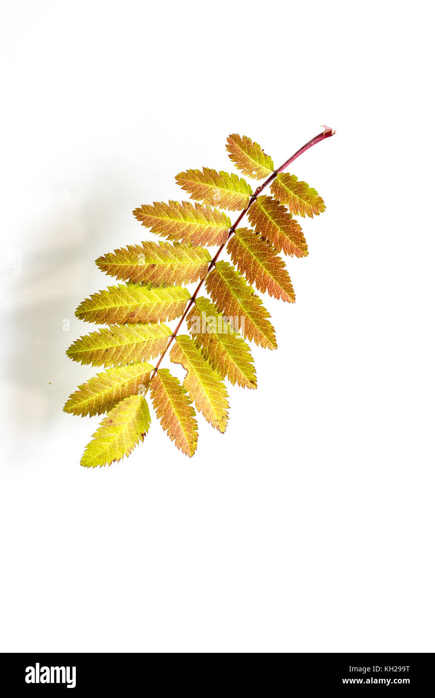 Rowan leaf hi-res stock photography and images - Alamy